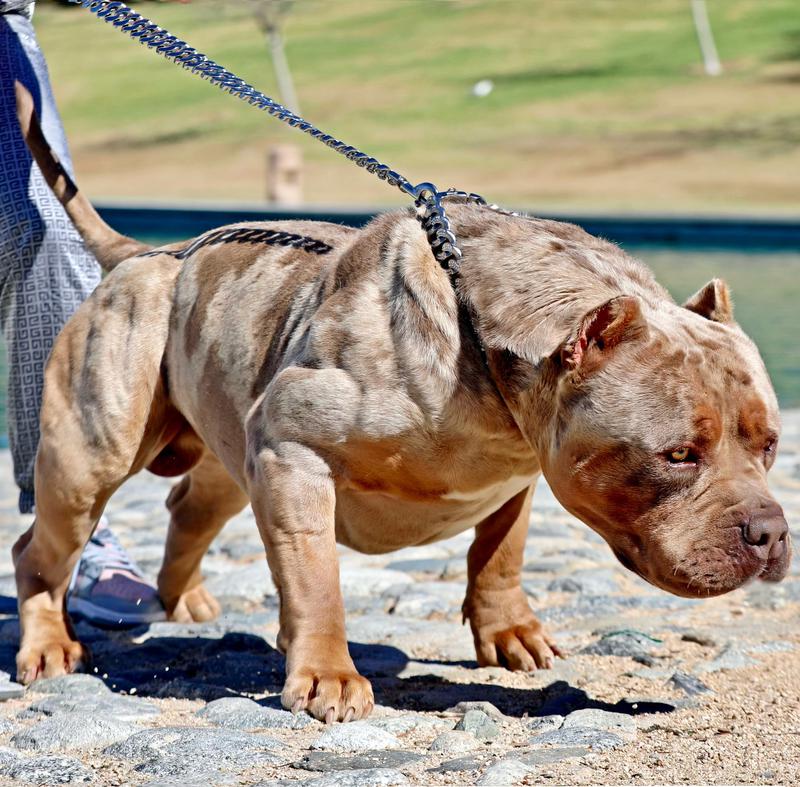 HUGE 100 POUND XXL LARGE MALE PITBULLS BULLY XTREME