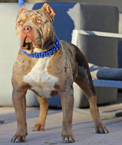 HUGE 100 POUND XXL LARGE MALE PITBULLS BULLY XTREME
