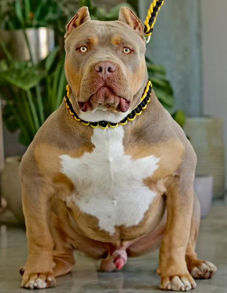 HUGE 100 POUND XXL LARGE MALE PITBULLS BULLY XTREME